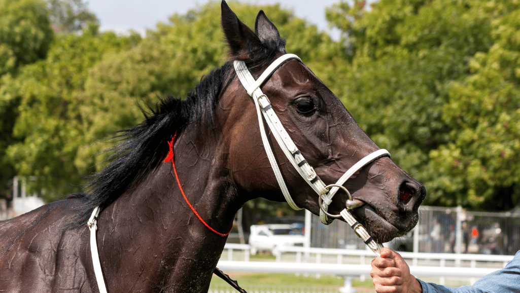 Unleash the Power of Thoroughbred Horse Racing