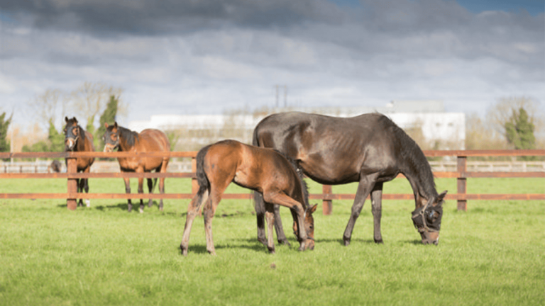 Horse Breed Chart: Equine Varieties at a Glance