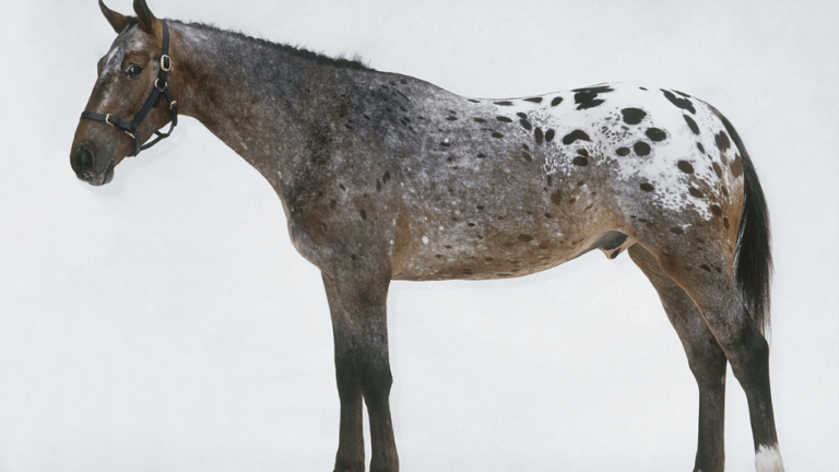 Horse Breed Chart: Equine Varieties at a Glance